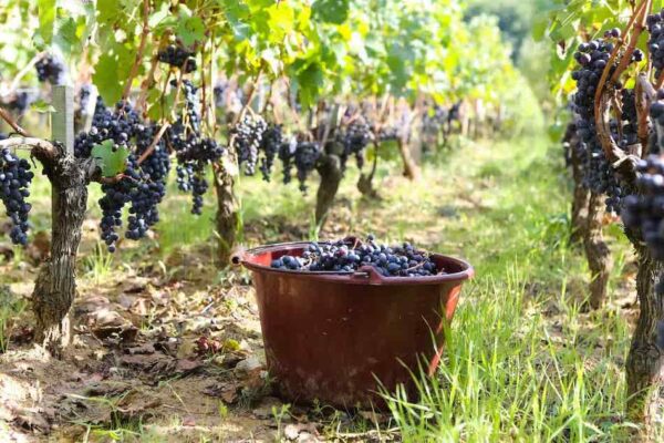 The 2025 Grape Harvest in France - French Side Travel